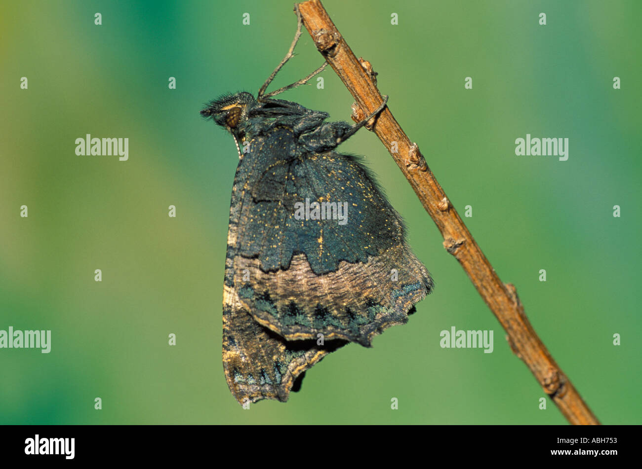 Side view small tortoiseshell hi-res stock photography and images - Alamy