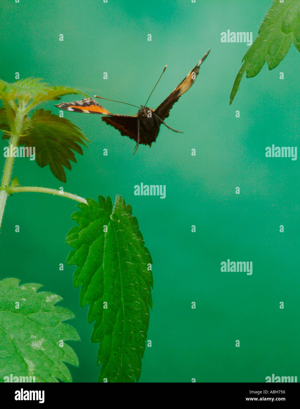 Butterfly in flight hi-res stock photography and images - Alamy