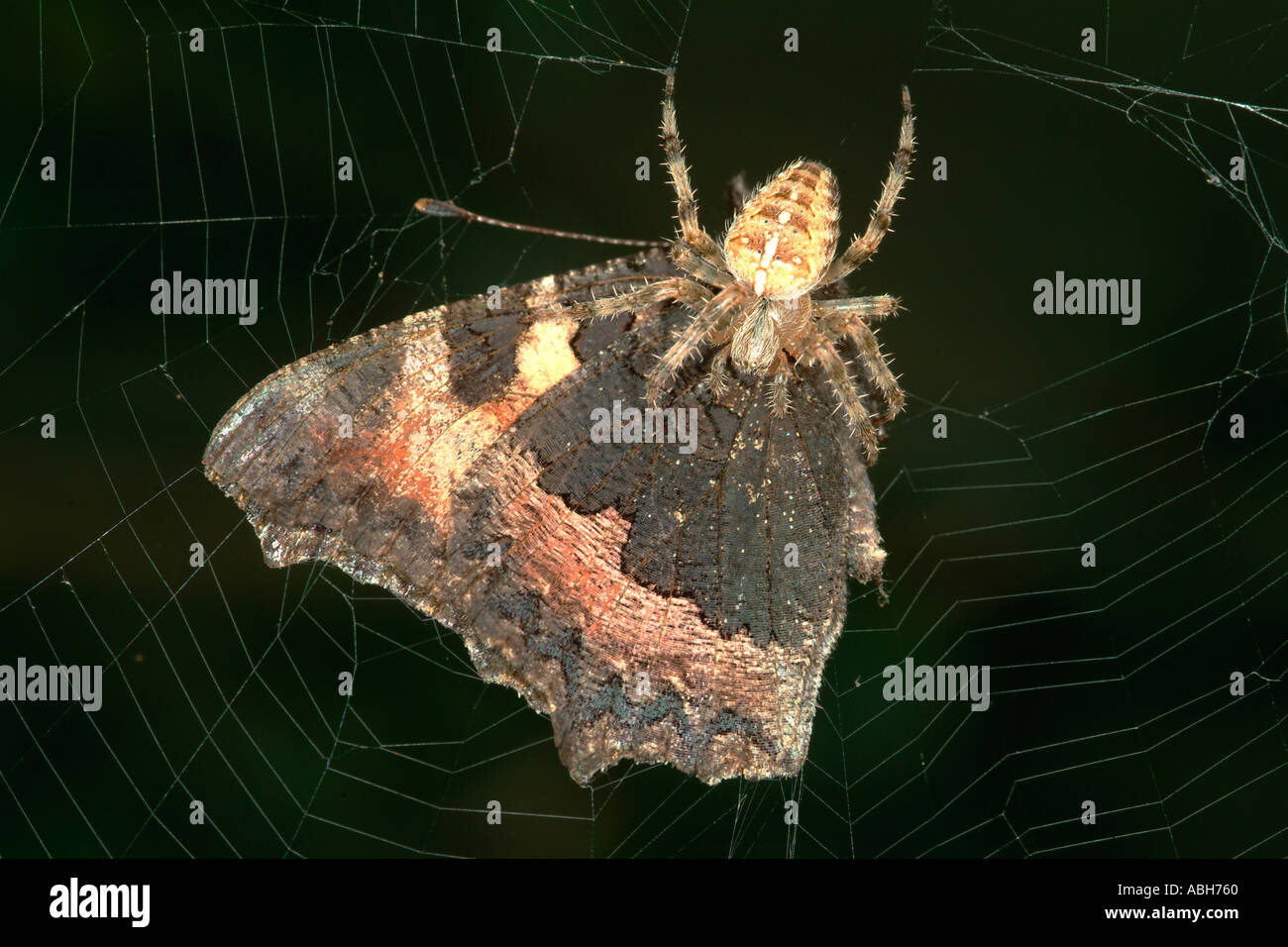 Spider lifecycle hi-res stock photography and images - Alamy