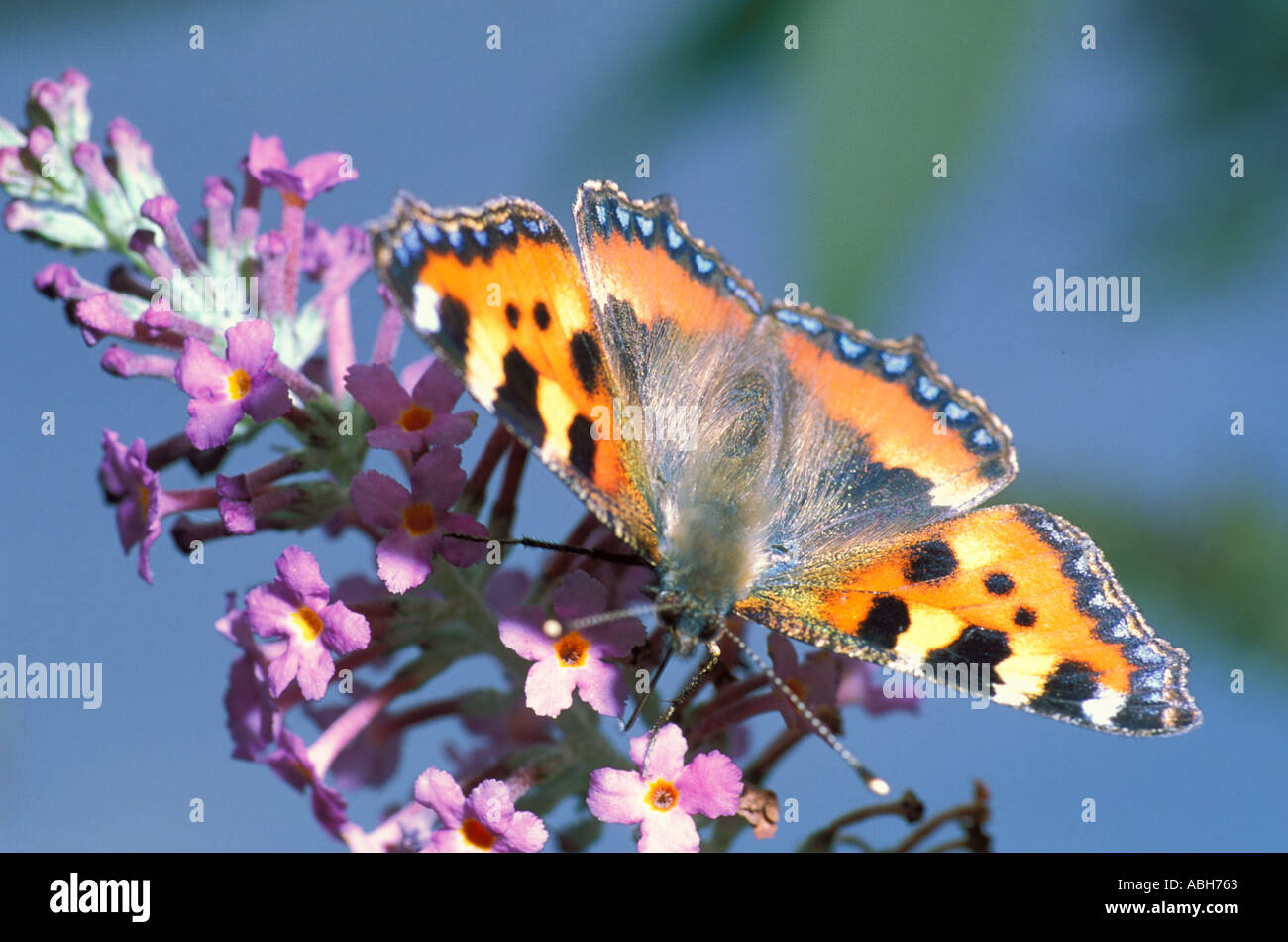 Small Tortoiseshell Butterfly buddleia flower Stock Photo - Alamy