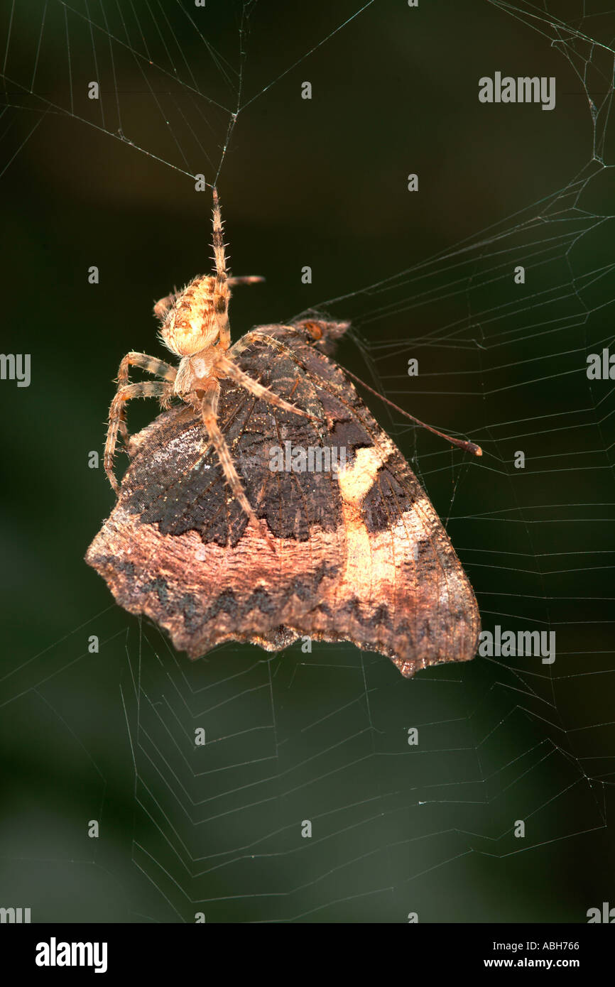 Spider lifecycle hi-res stock photography and images - Alamy