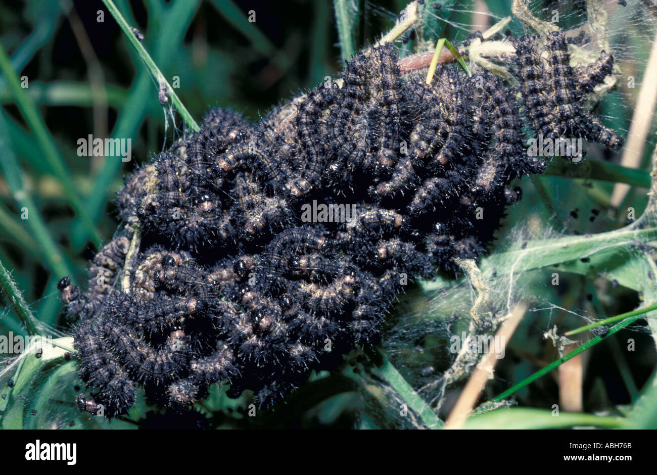 Small Tortoiseshell Butterfly caterpillars larvae feeding on stining ...
