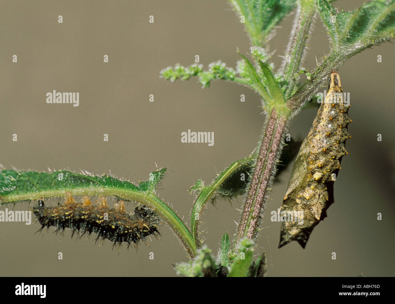 Small Tortoiseshell Butterfly caterpillar and pupae on stinging nettle ...