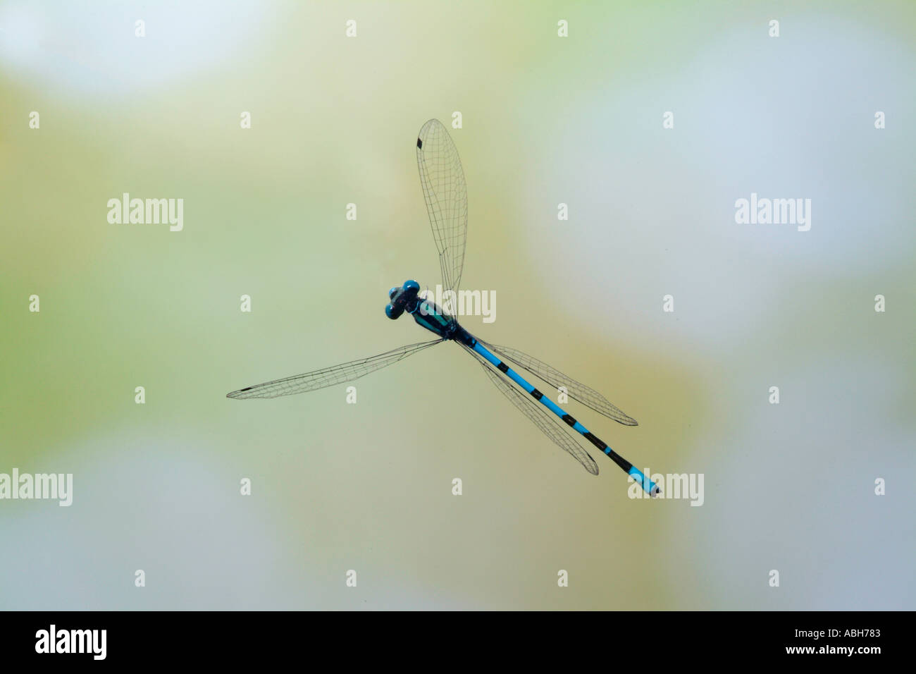 High speed damselfly hi-res stock photography and images - Alamy