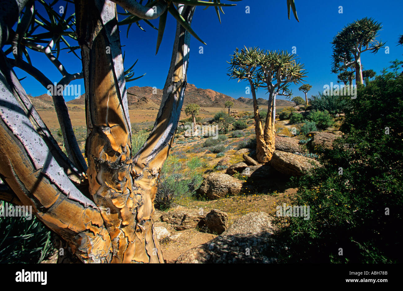 Quiver trees Aloidendron dichotomum growing in Goegap Nature reserve in ...