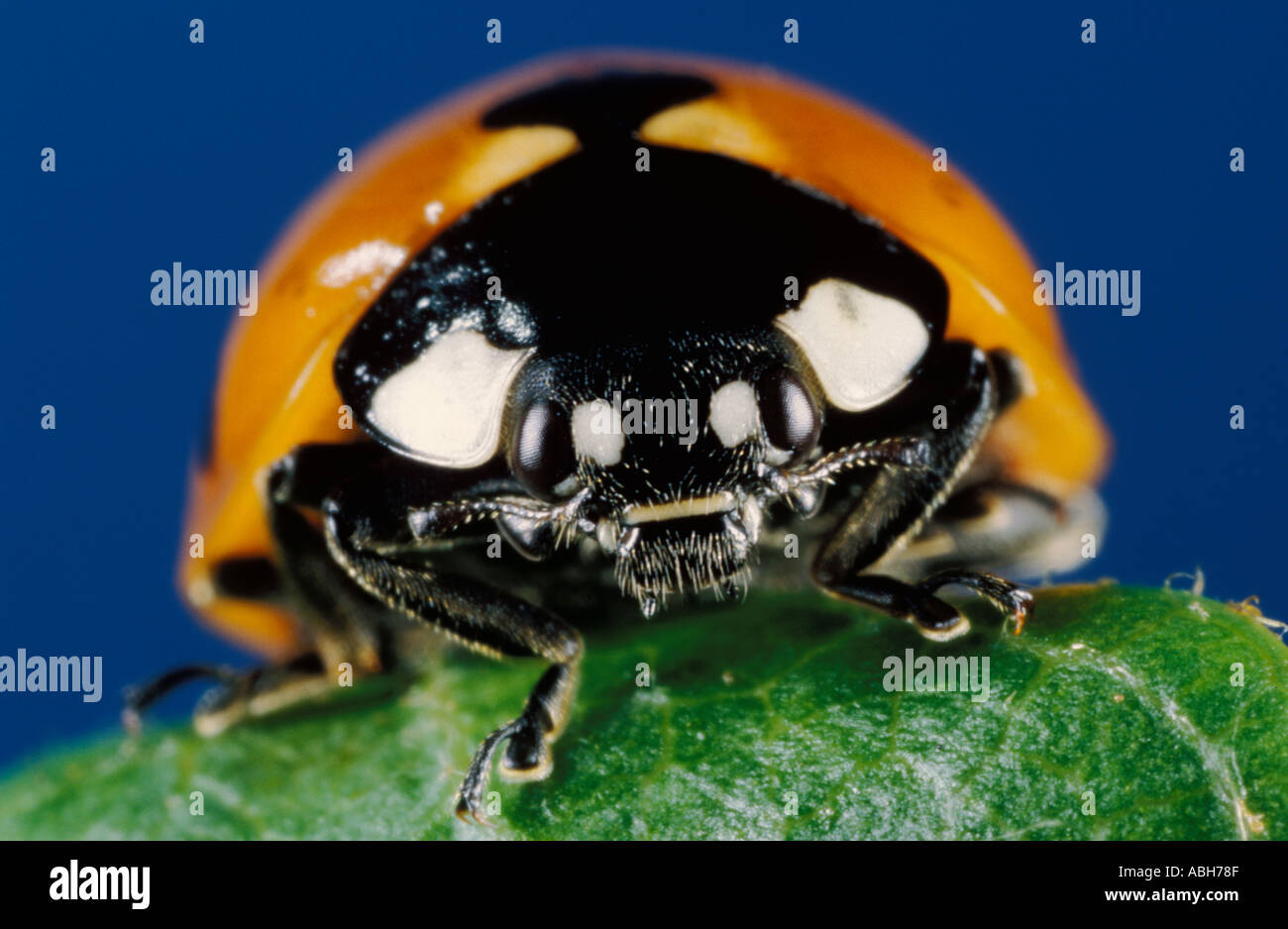 7 Spot Ladybird close up Stock Photo - Alamy