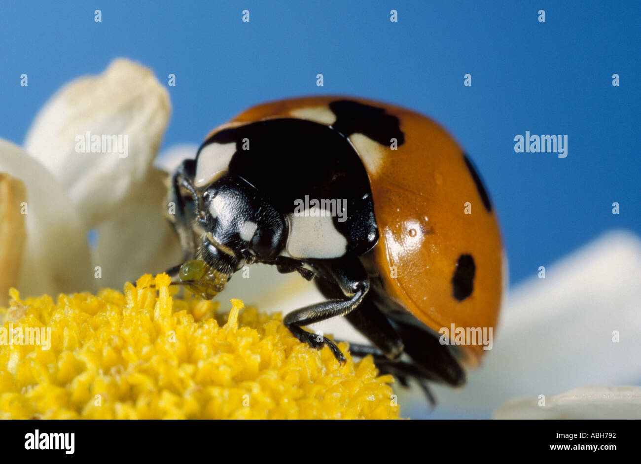 Ladybird face close up hi-res stock photography and images - Alamy