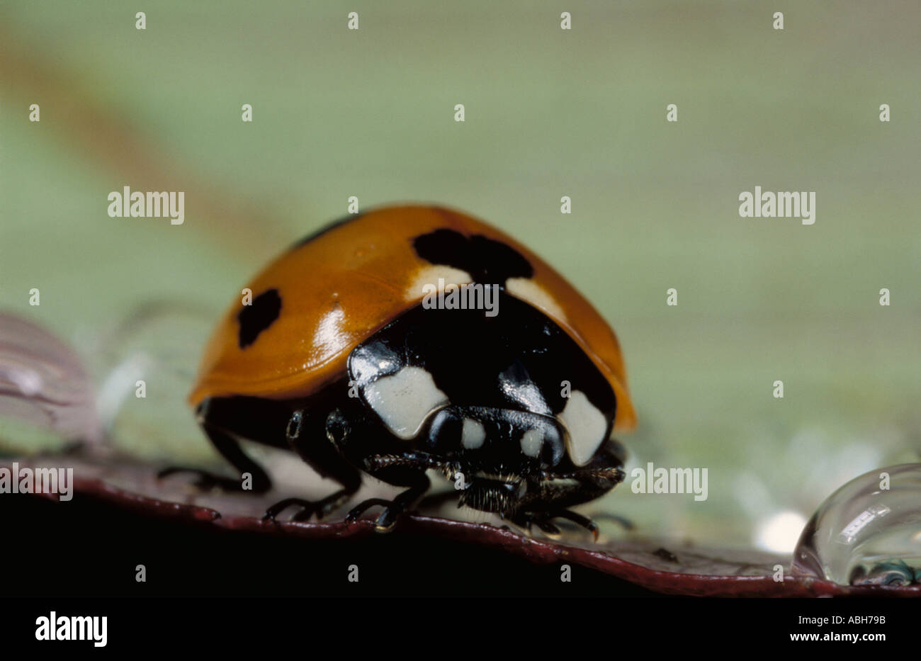 Ladybird with water droplets hi-res stock photography and images - Alamy