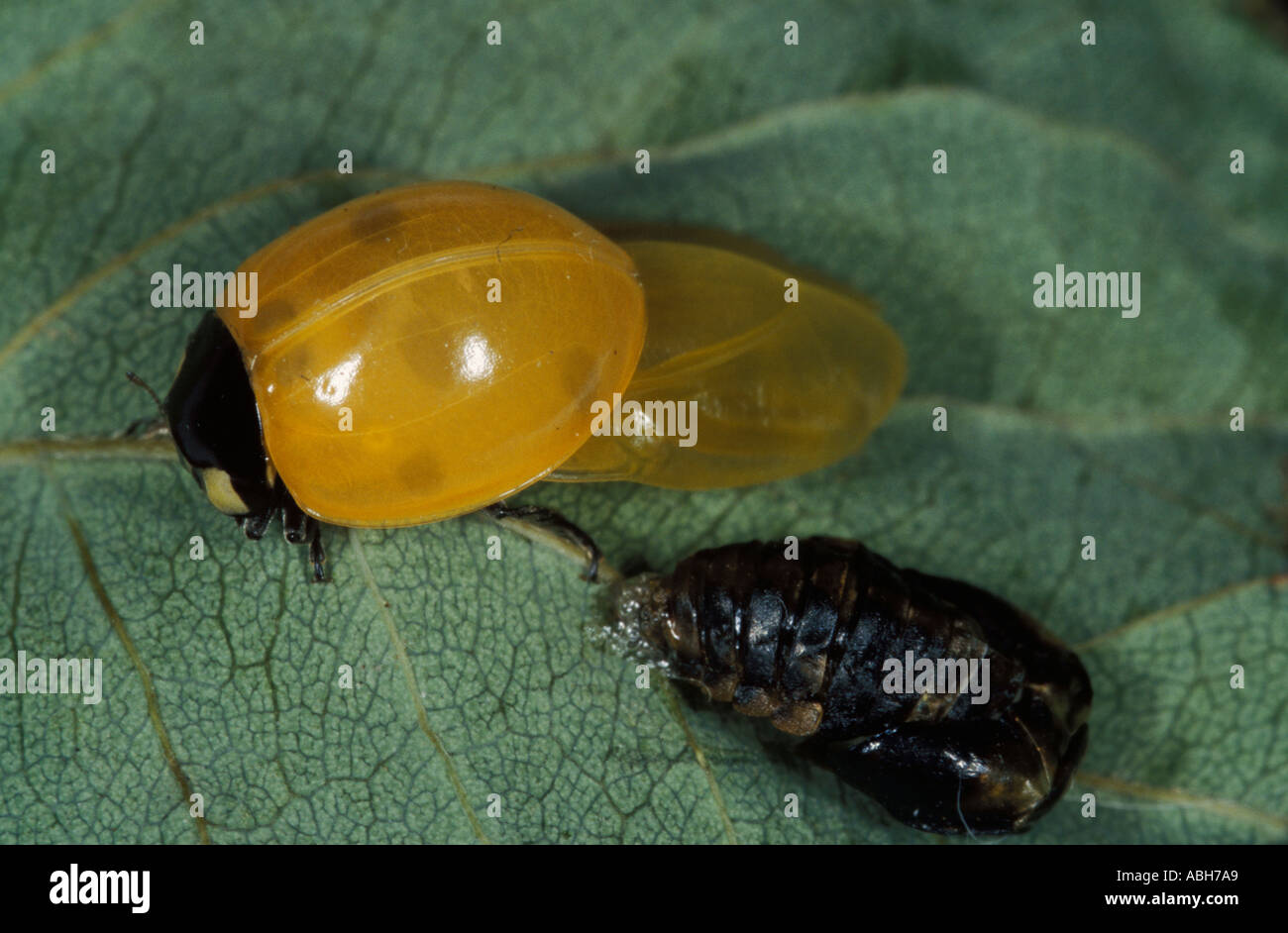9 Spot Ladybird coccinella septempunctata adult on leaf hatched from ...