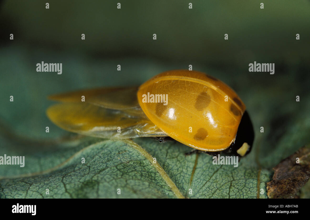 10 spot ladybird hi-res stock photography and images - Alamy