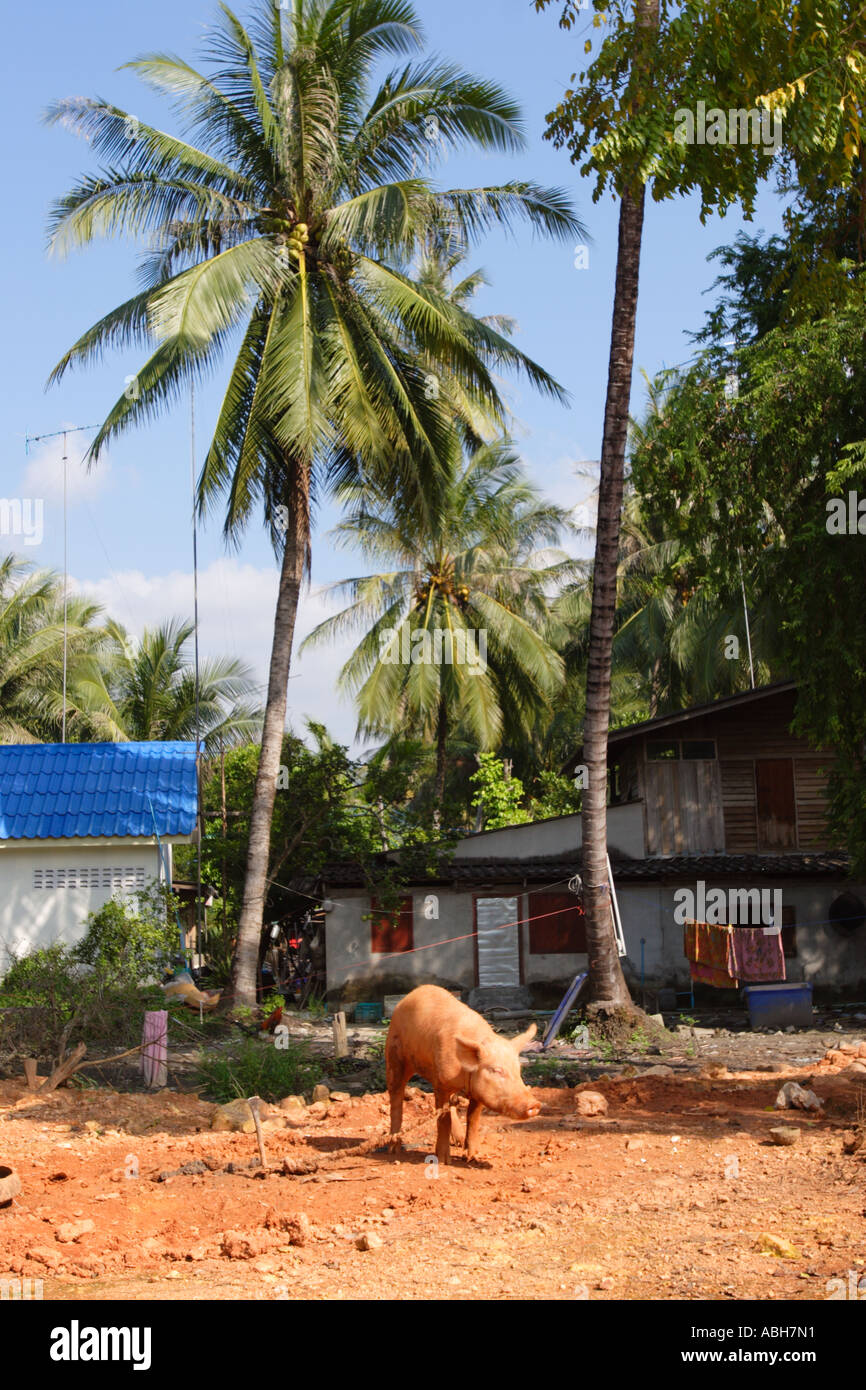 Pig chained up on Ko Samui, Thailand Stock Photo - Alamy