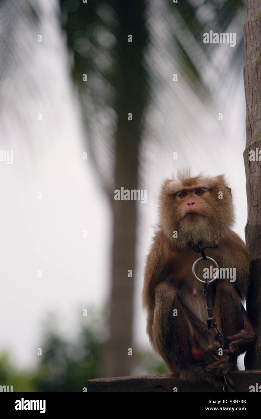 Chained monkey hi-res stock photography and images - Alamy