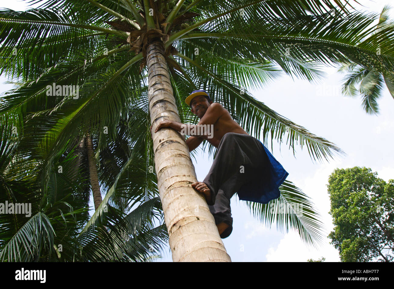 Coconut picker hi-res stock photography and images - Alamy