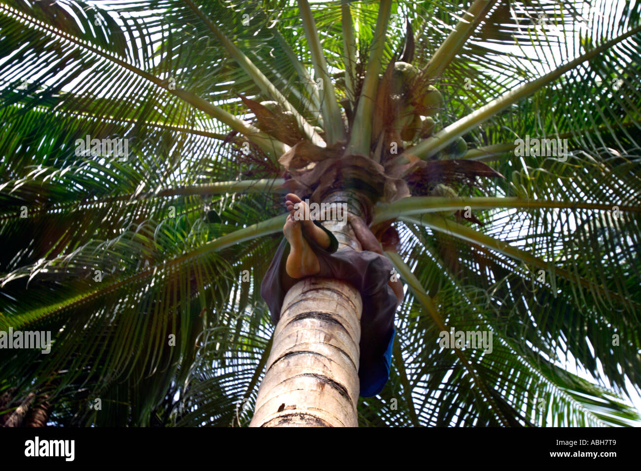 Coconut picker hi-res stock photography and images - Alamy