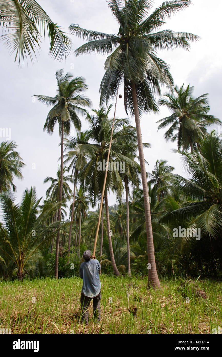 Coconut harvest hi-res stock photography and images - Alamy
