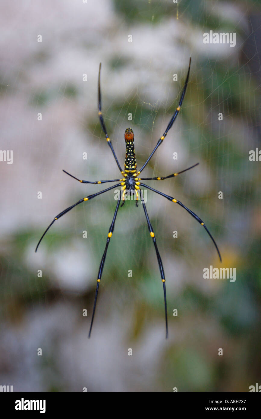 Orb Web Spider Nephila maculata Giant Wood Spider Stock Photo - Alamy
