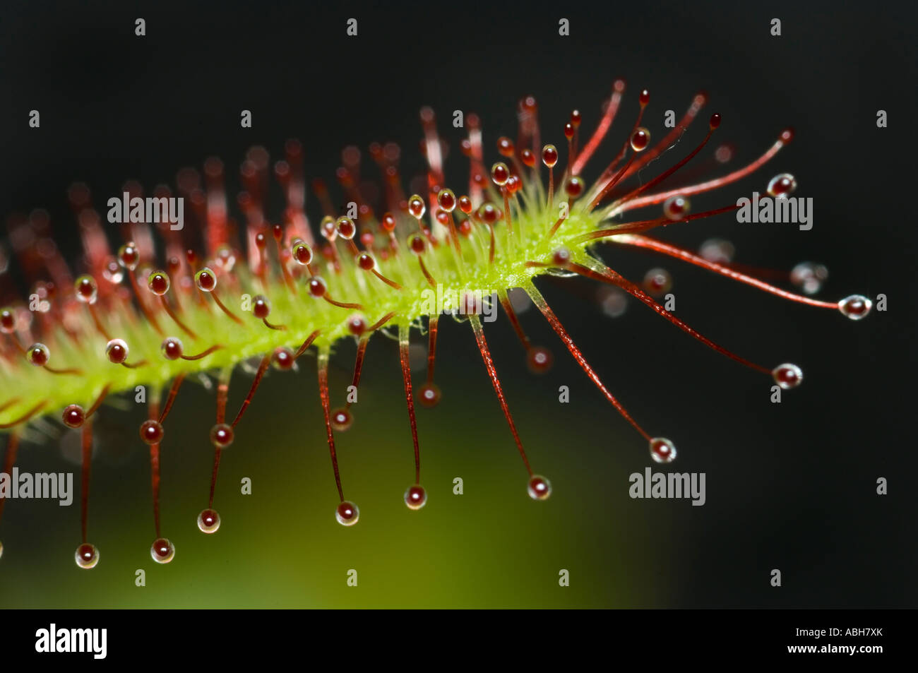 Insectivorous plants drosera capensis hi-res stock photography and ...