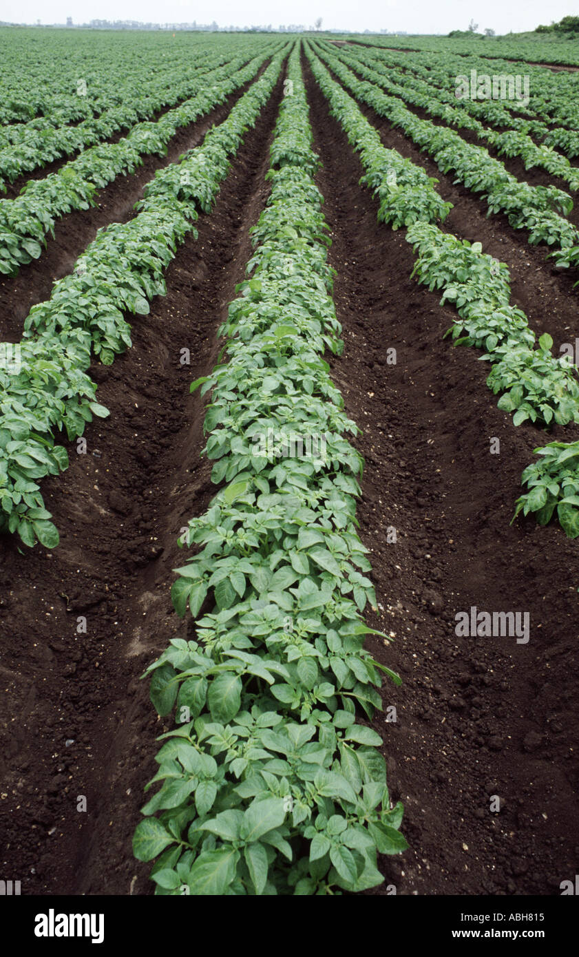 Potato solanum tuberosum crop ridges hi-res stock photography and ...