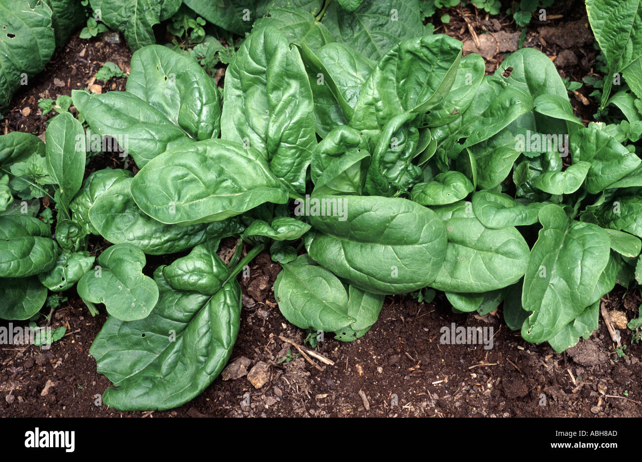 Spinach Spinacea oleracea plants growing in soil ready for picking from ...