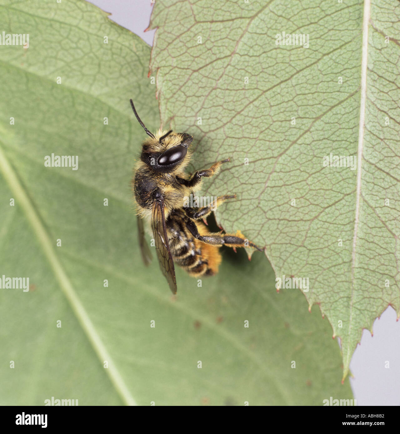 Leaf cutting bee rose hi-res stock photography and images - Alamy