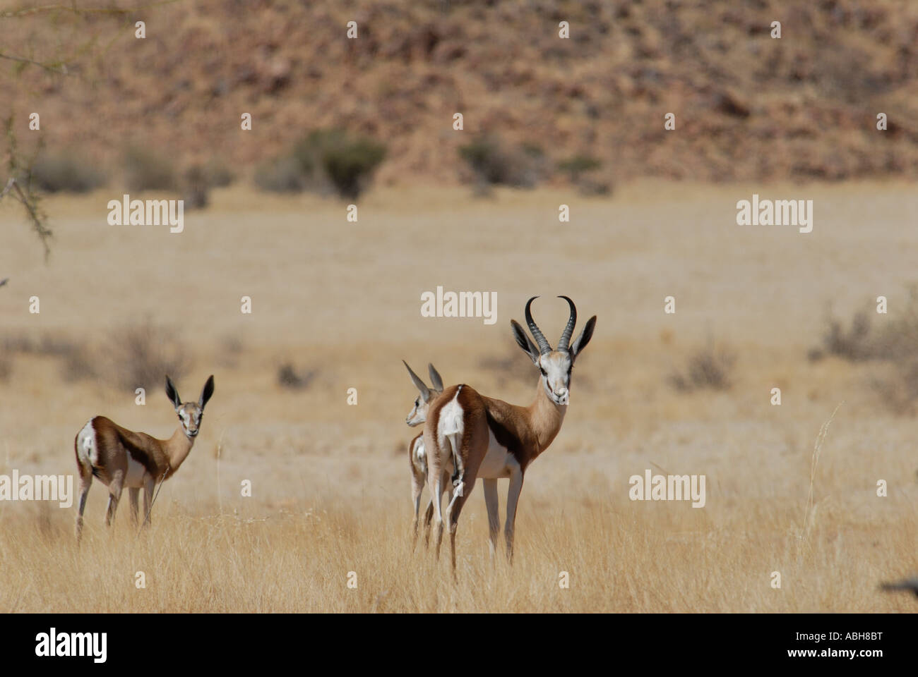 Springbok Namib Rand Nature Reserve Namibia Southern Africa Stock Photo ...