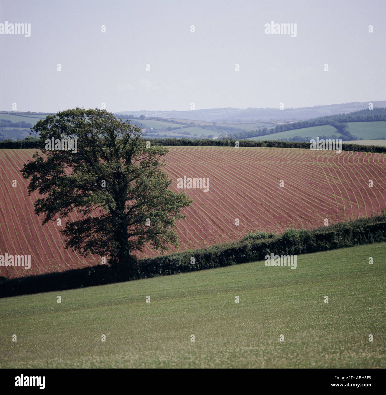 Red soil devon hi-res stock photography and images - Alamy