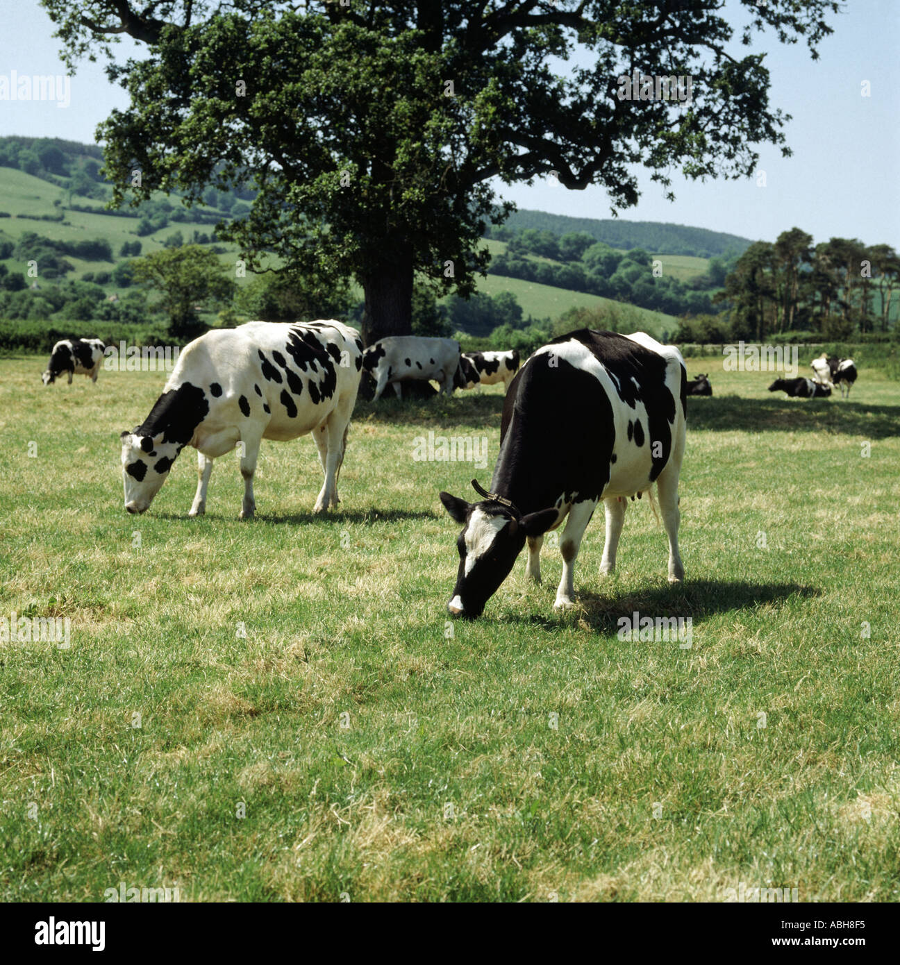 Devon cows hi-res stock photography and images - Alamy