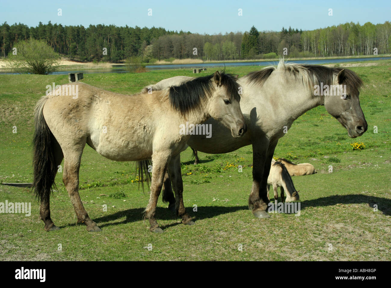 Konik a small Polish horse Stock Photo - Alamy