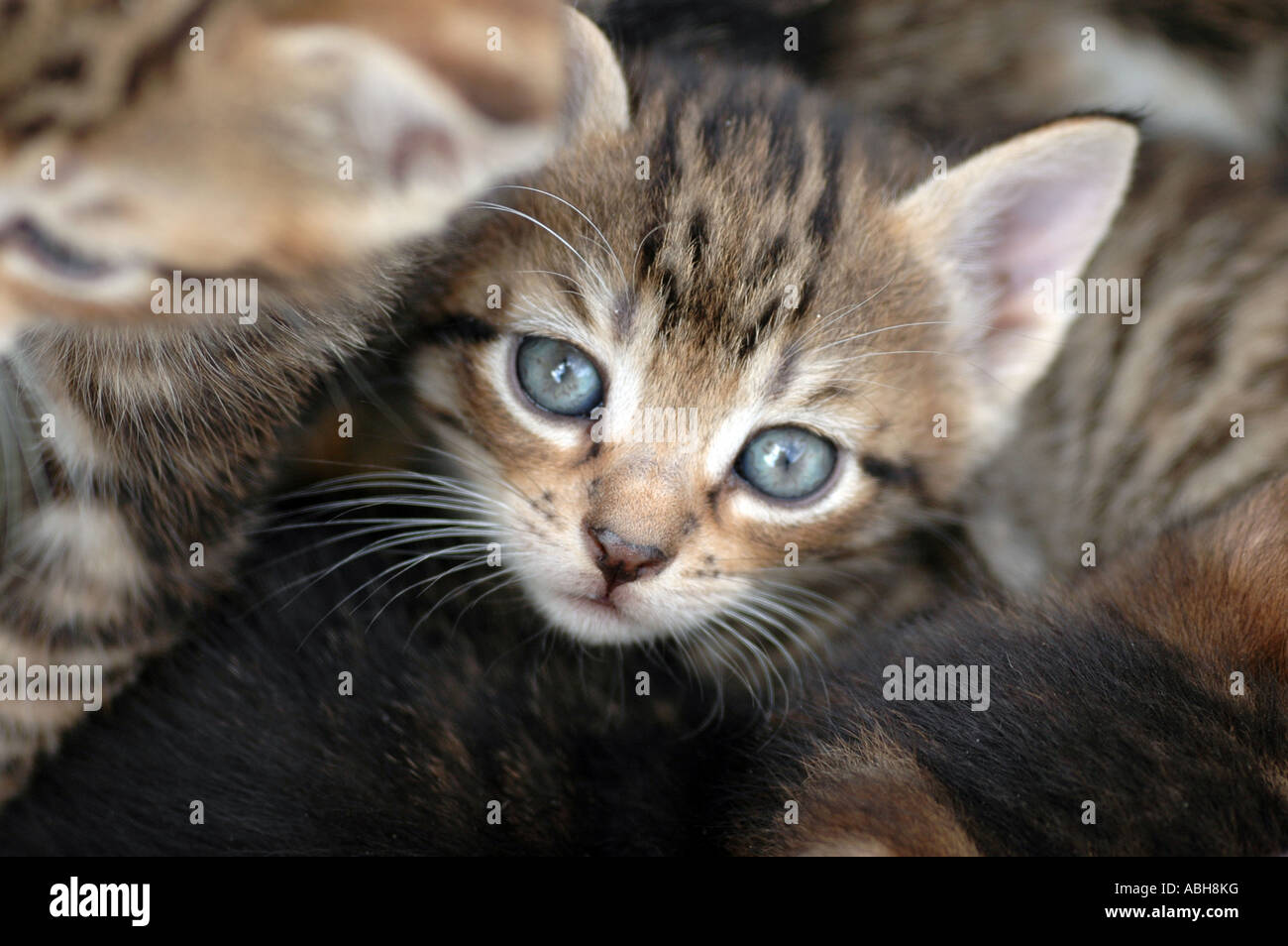 Young cat portrait Stock Photo - Alamy
