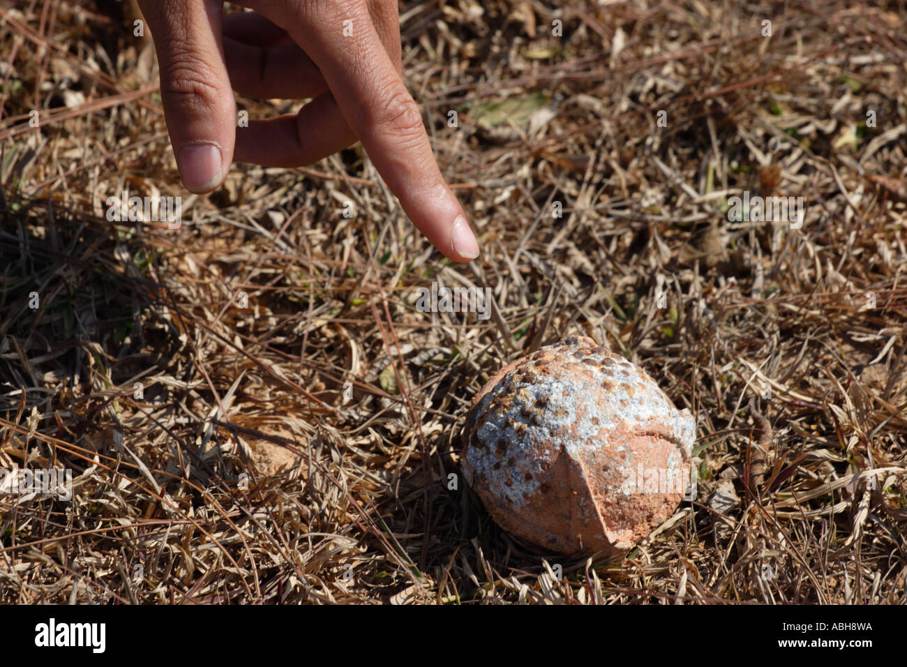 A cluster bomb unit (bombie) lies exposed in a field, northern Laos ...