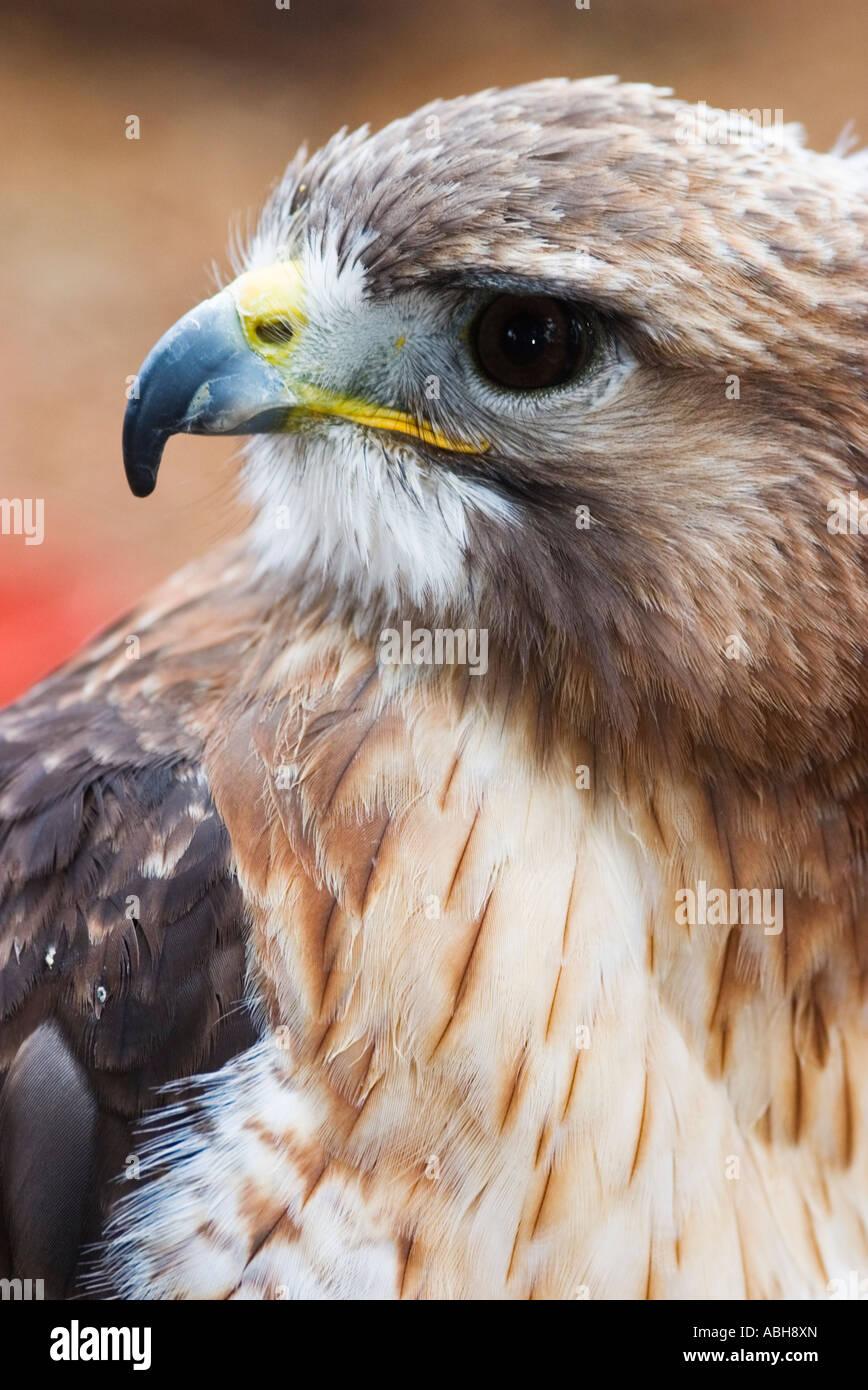 Red Tailed Buzzard Buteo Jamaicensis Stock Photo - Alamy