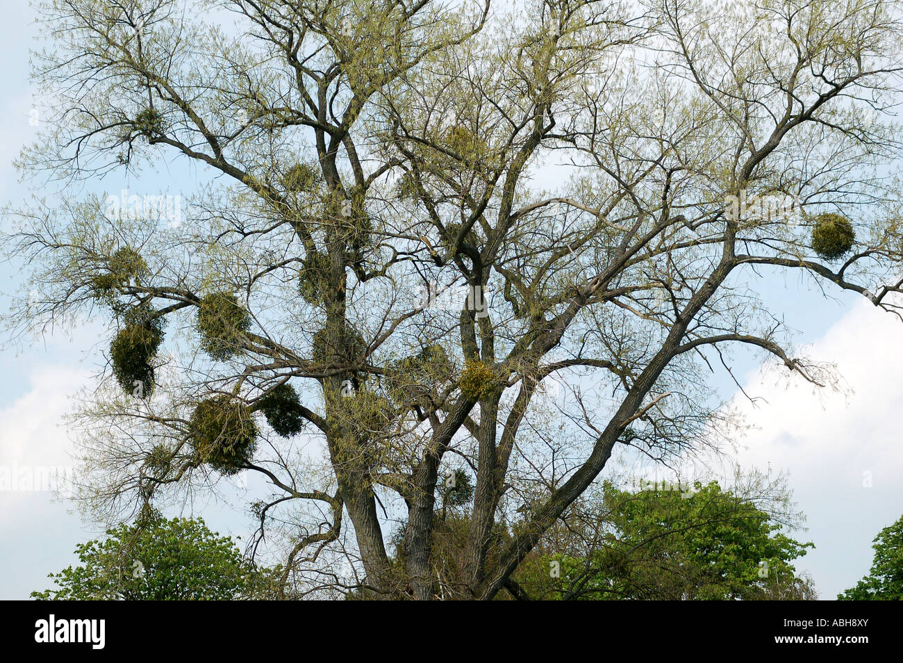 Cluster mistletoe hi-res stock photography and images - Alamy
