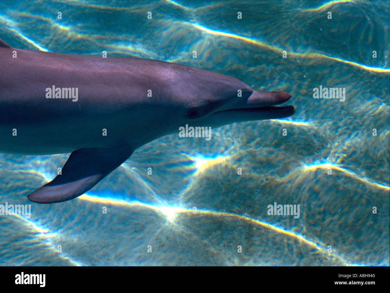 dolphin in shallow water Stock Photo - Alamy