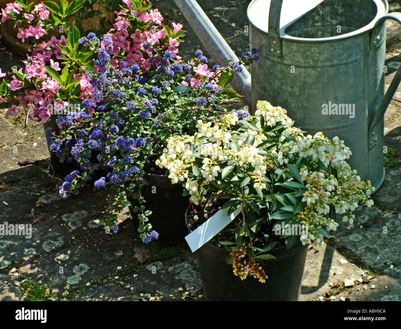 Three container grown shrubs ready for planting Stock Photo - Alamy