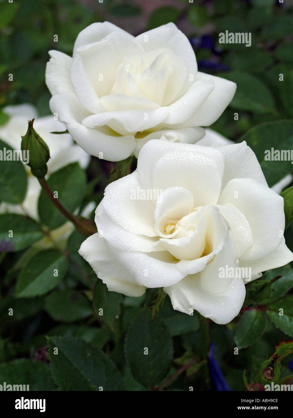 Iceberg rose hi-res stock photography and images - Alamy