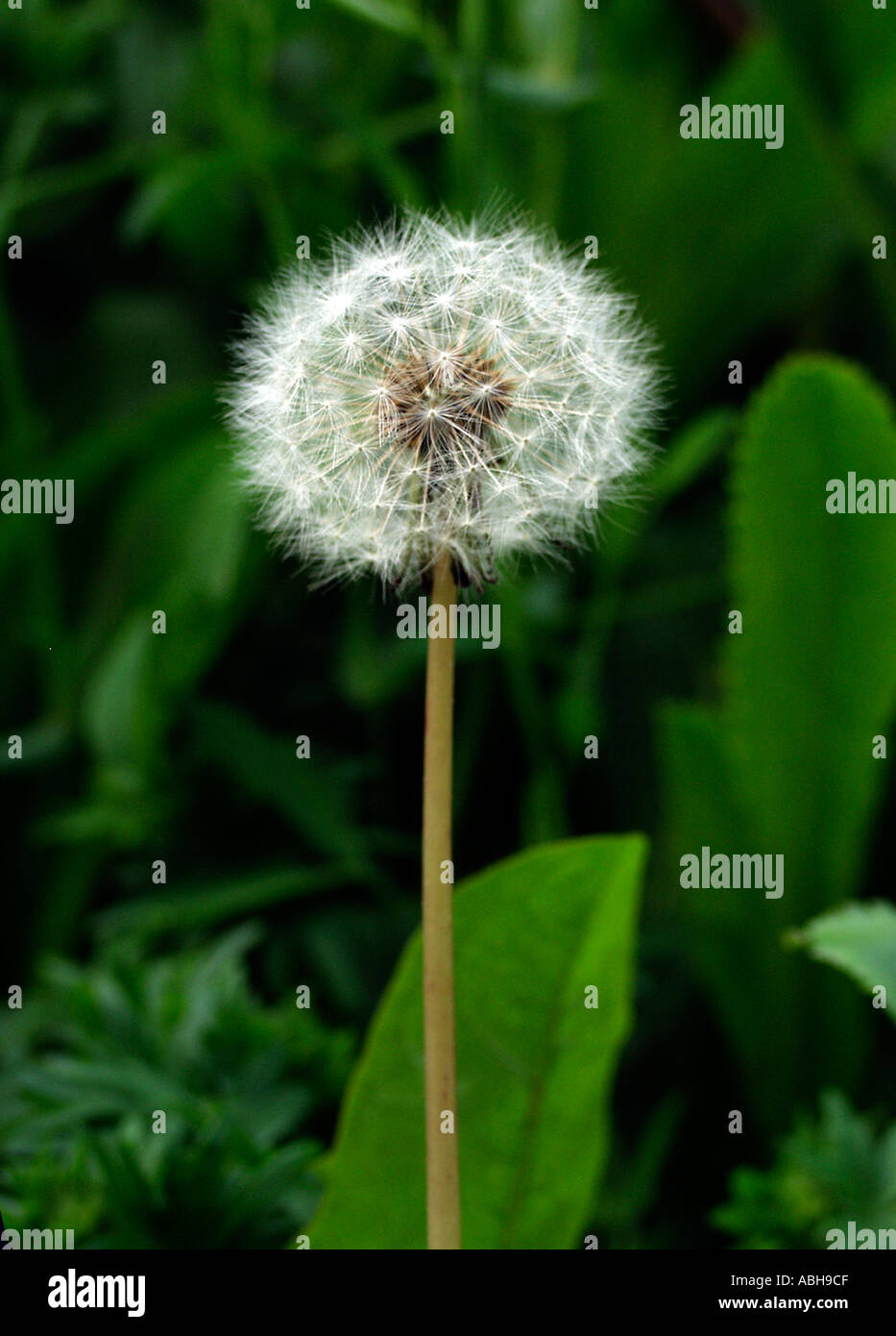 Dandelion seedhead clock against dark green background of leaves Stock ...