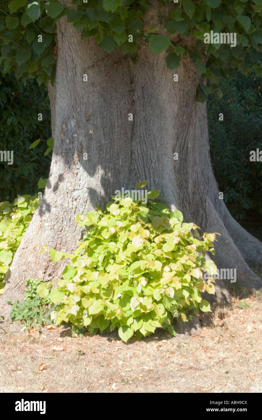 Lime Tree Detail Stock Photo - Alamy