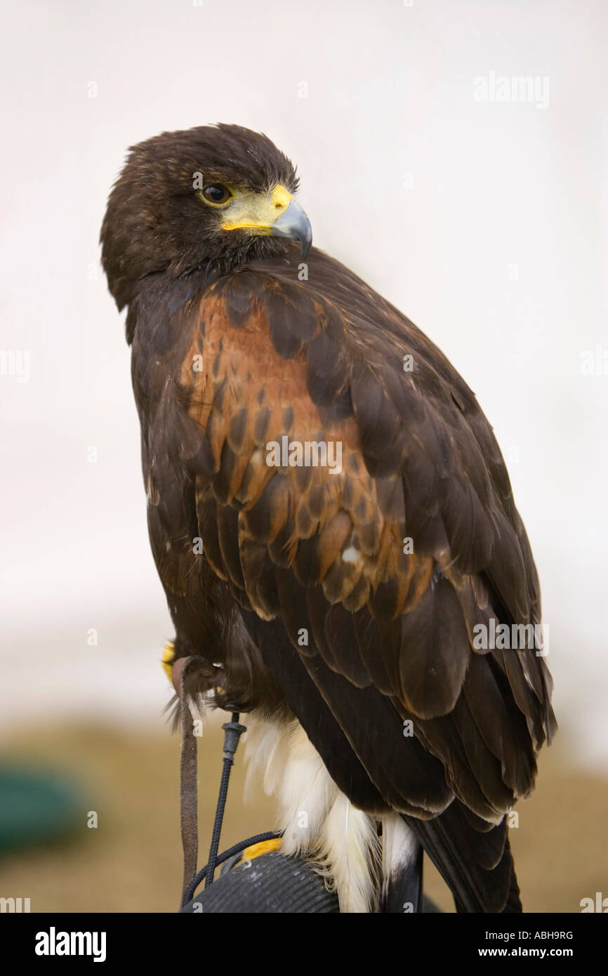 Harris Hawk bird on display Stock Photo - Alamy