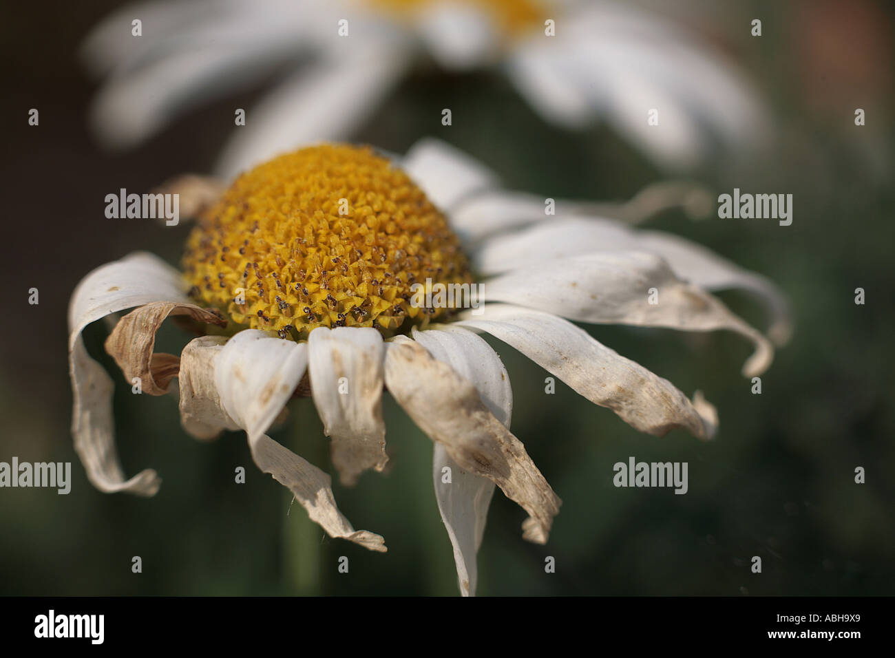 Dead flower hi-res stock photography and images - Alamy