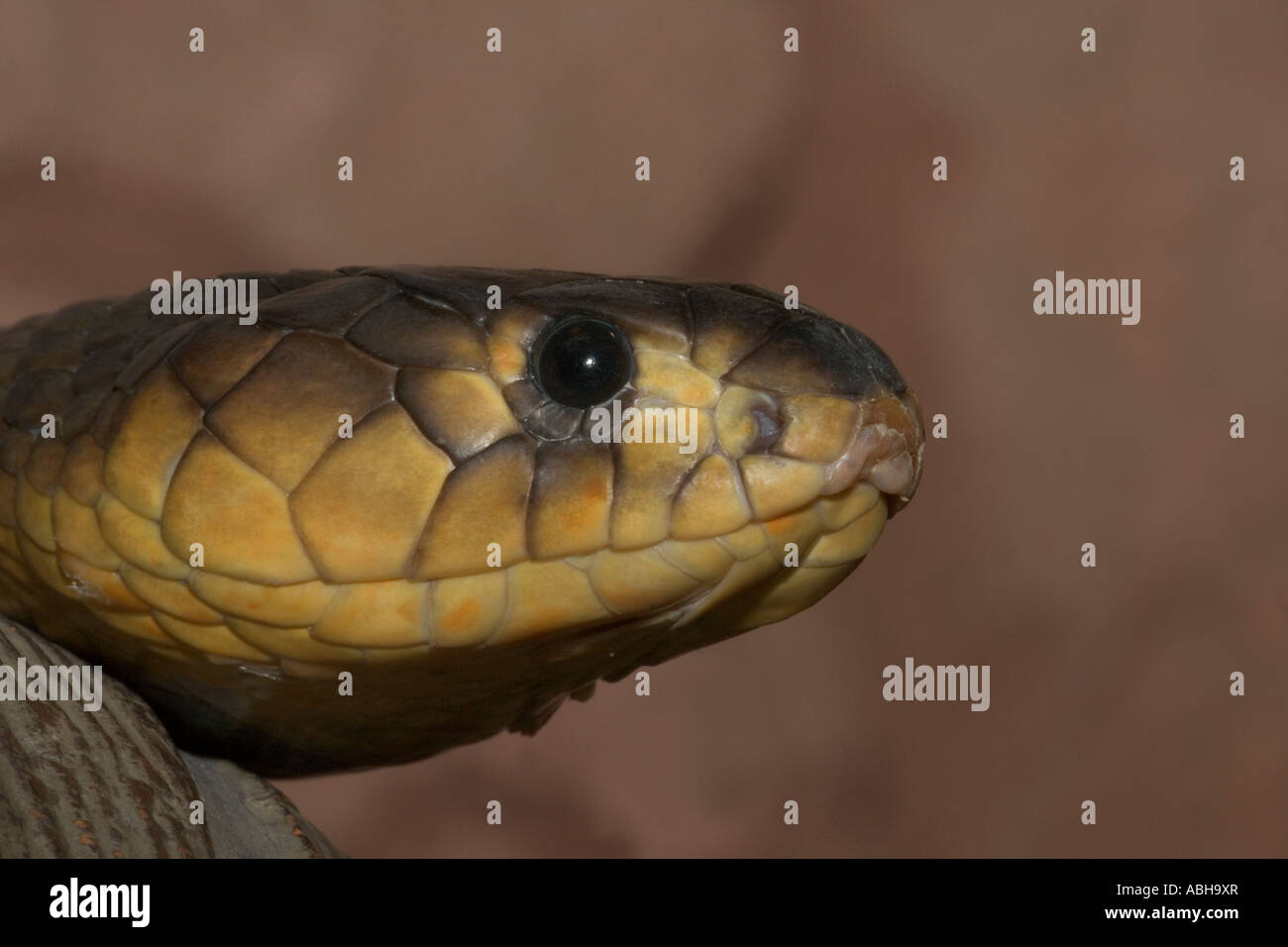 Egyptian Cobra Eyes