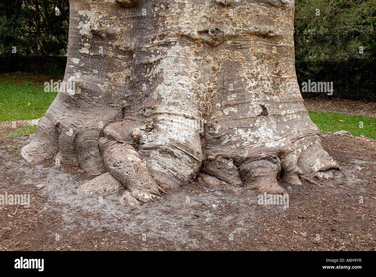 Tortured tree trunk hi-res stock photography and images - Alamy
