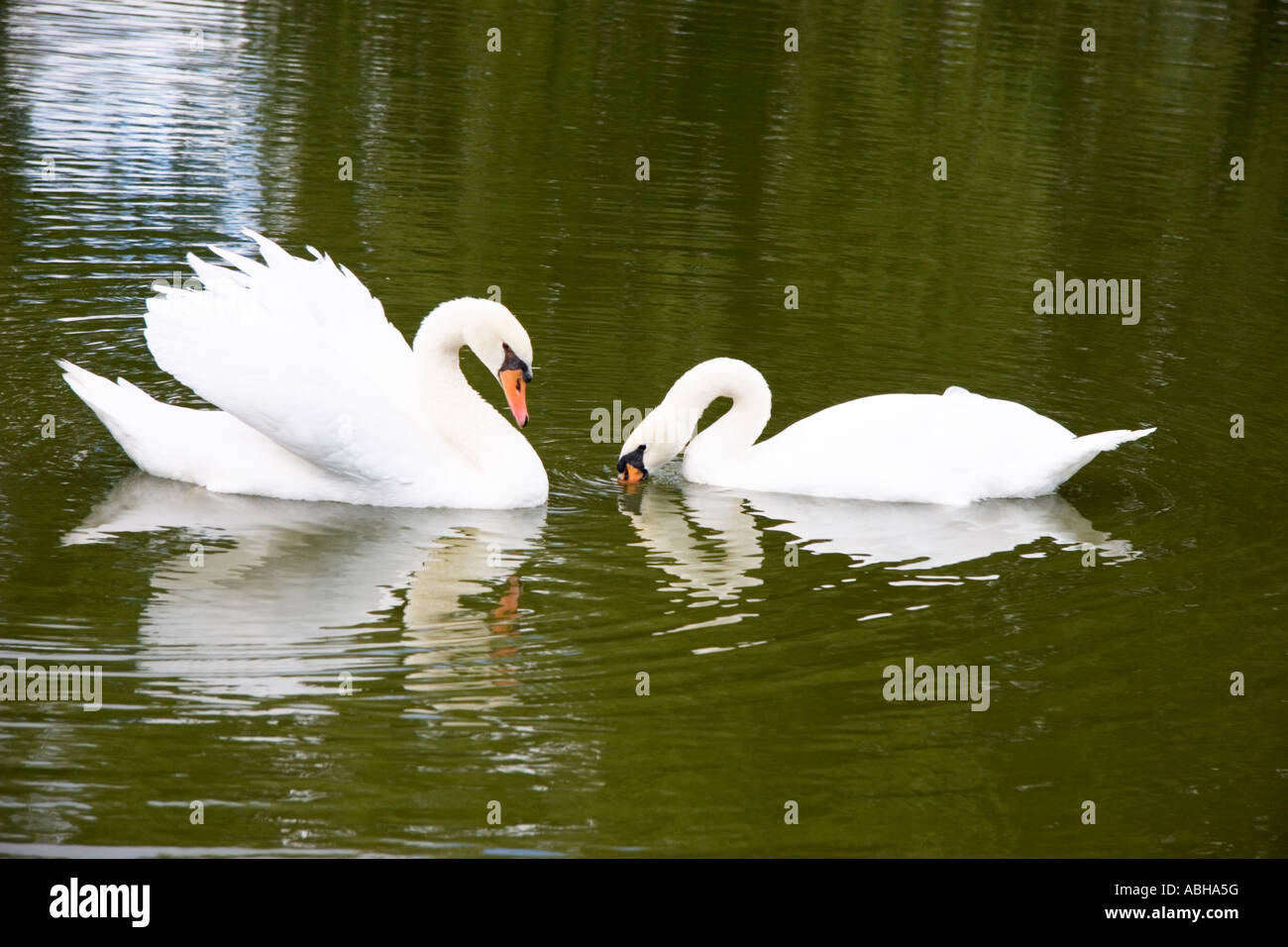 Pair of swans Stock Photo - Alamy