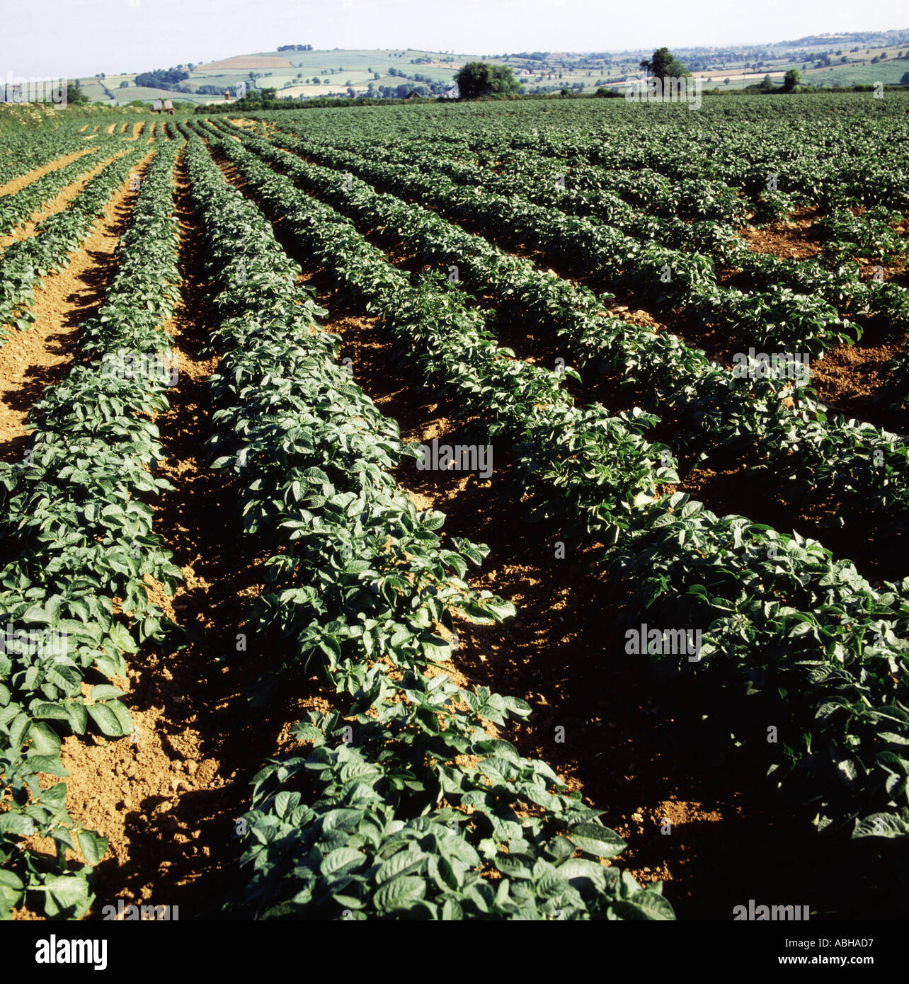 Potato crop in Warwickshire showing soil and ridging between plants ...