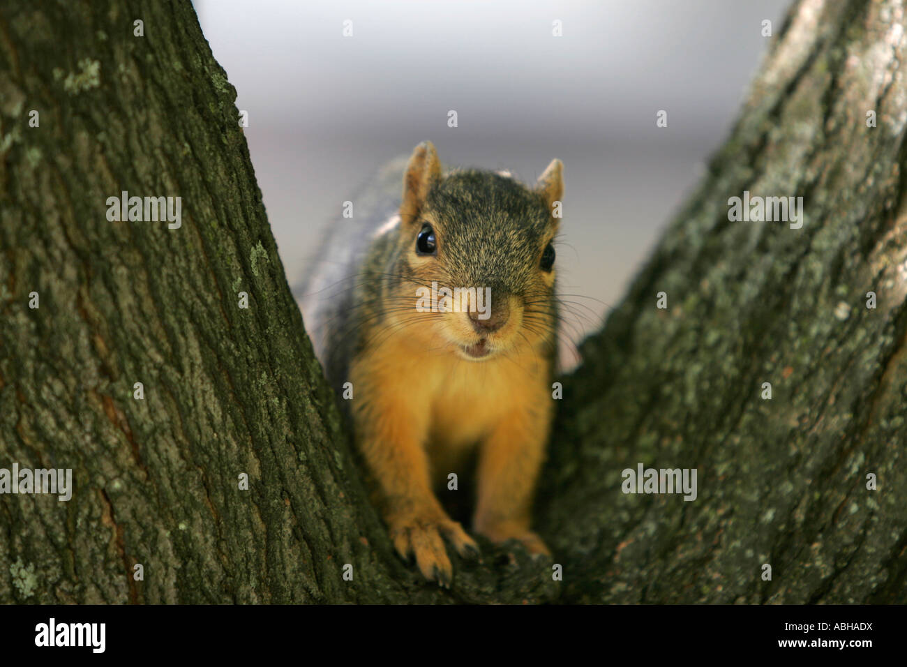 Curious squirrel looking from the tree Stock Photo - Alamy