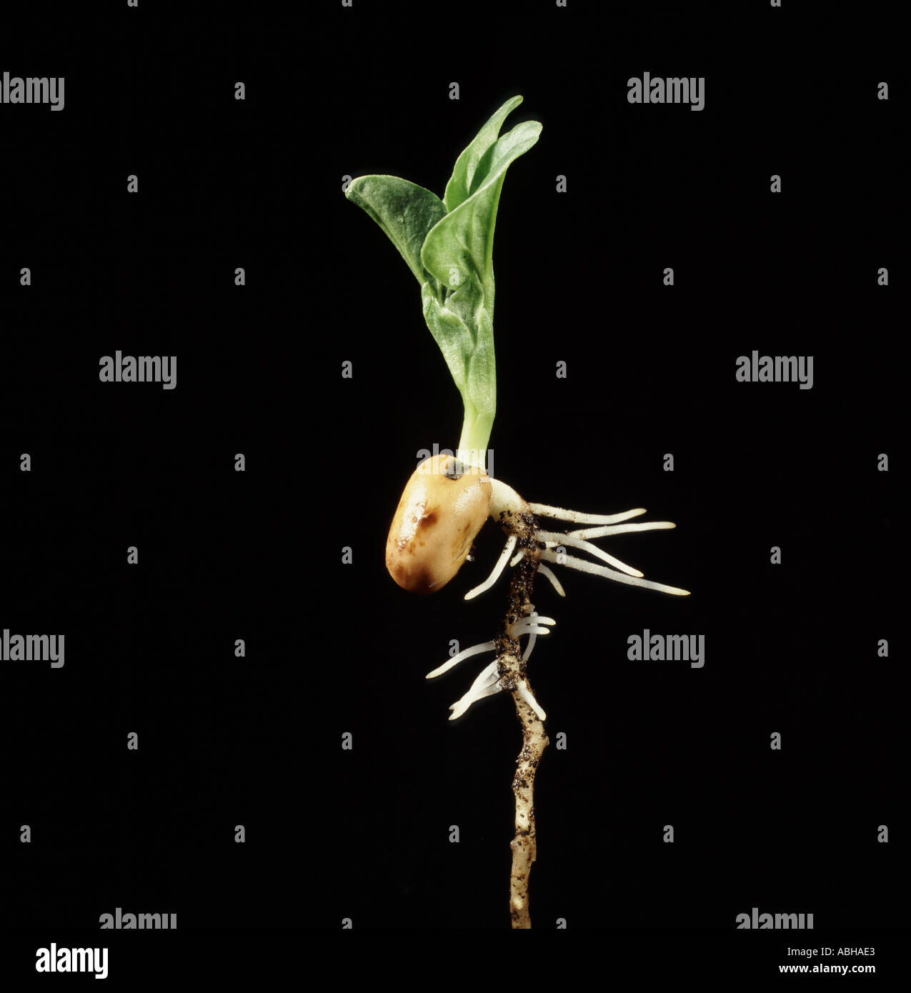 Bean plant roots hi-res stock photography and images - Alamy