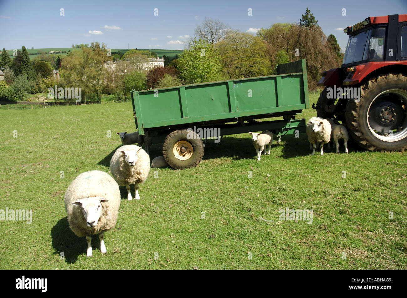 Sheep next to tractor in the Cotswolds, UK Stock Photo - Alamy