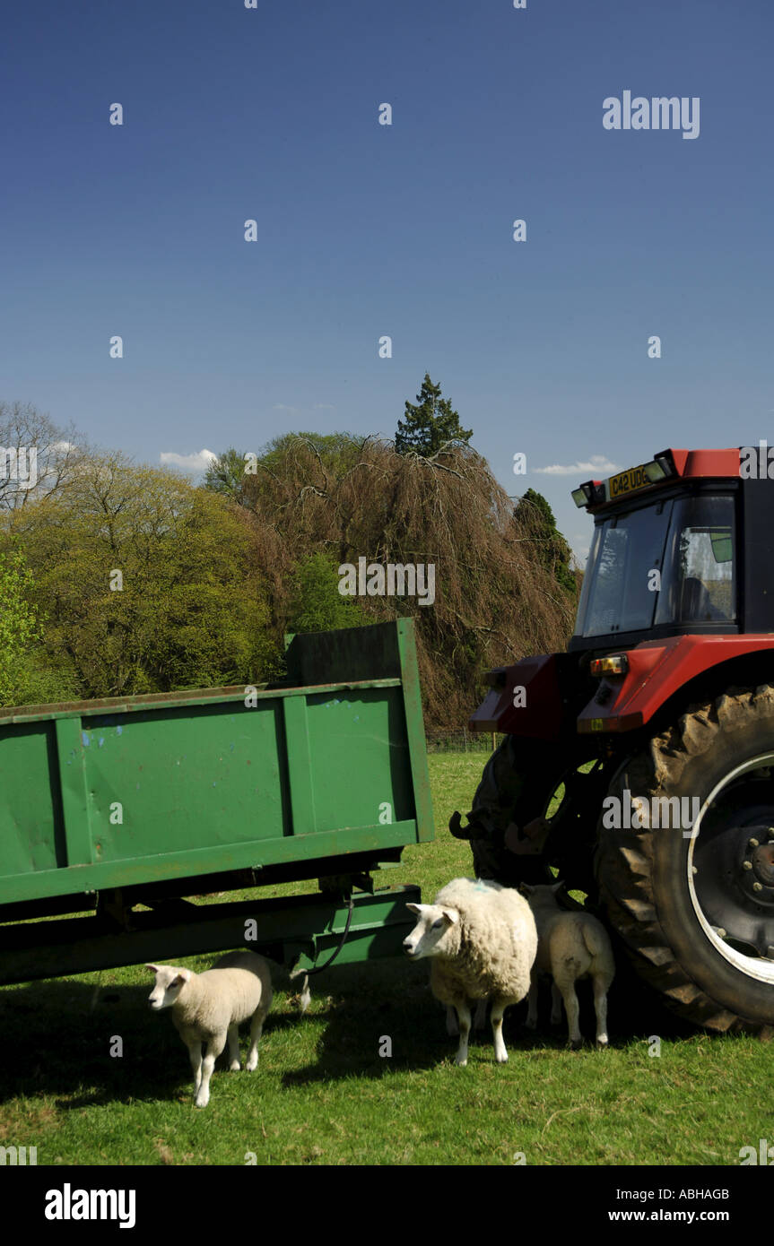 Sheep on a farm with tractor in the Cotswolds in England Stock Photo ...
