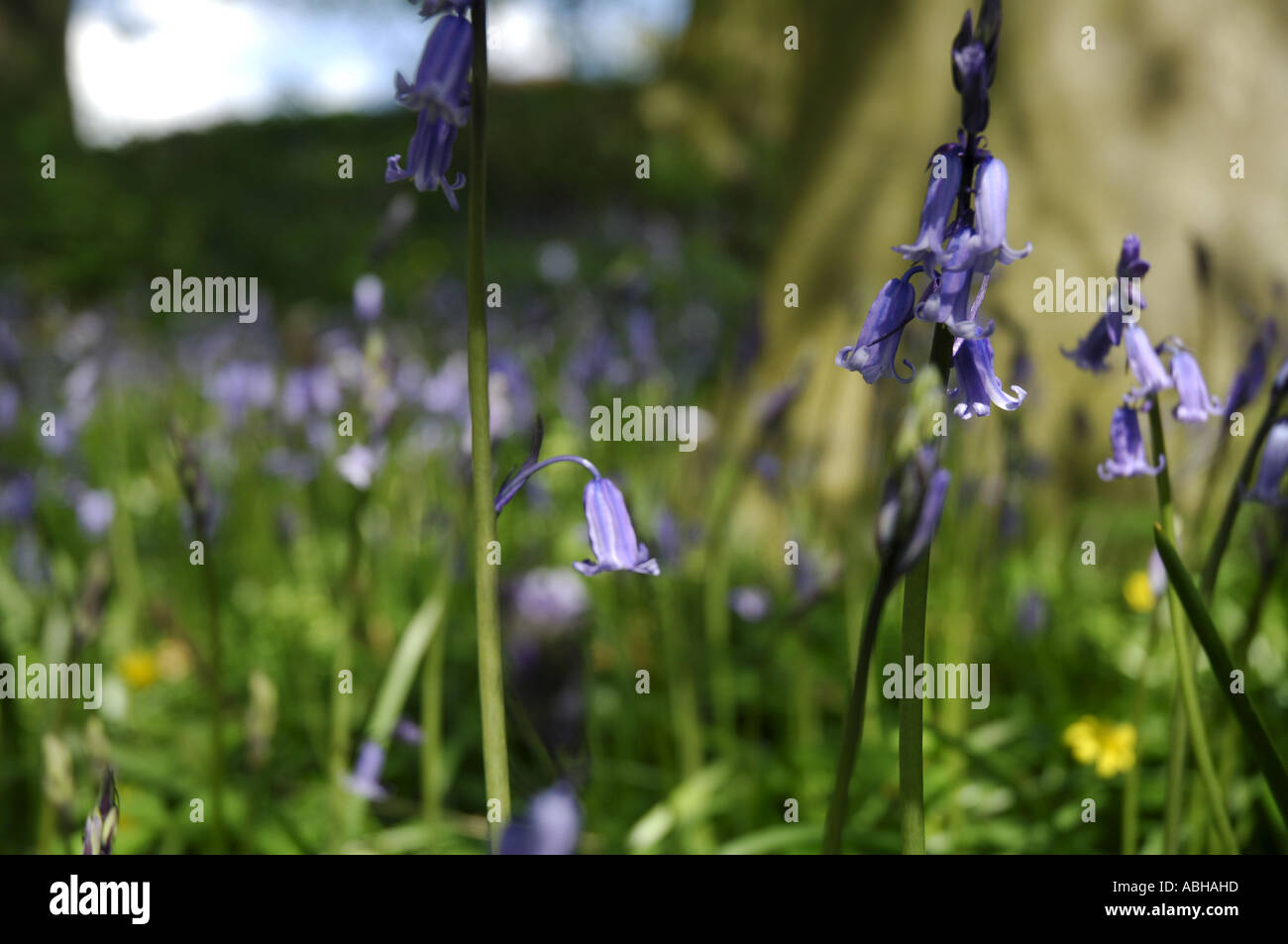 Bluebells growing in an English Cotswold wood in spring Stock Photo - Alamy