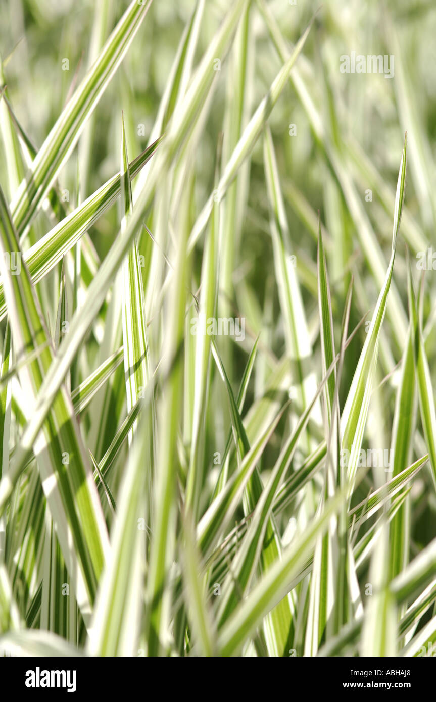 Varigated grass in the Cotswolds in England Stock Photo - Alamy