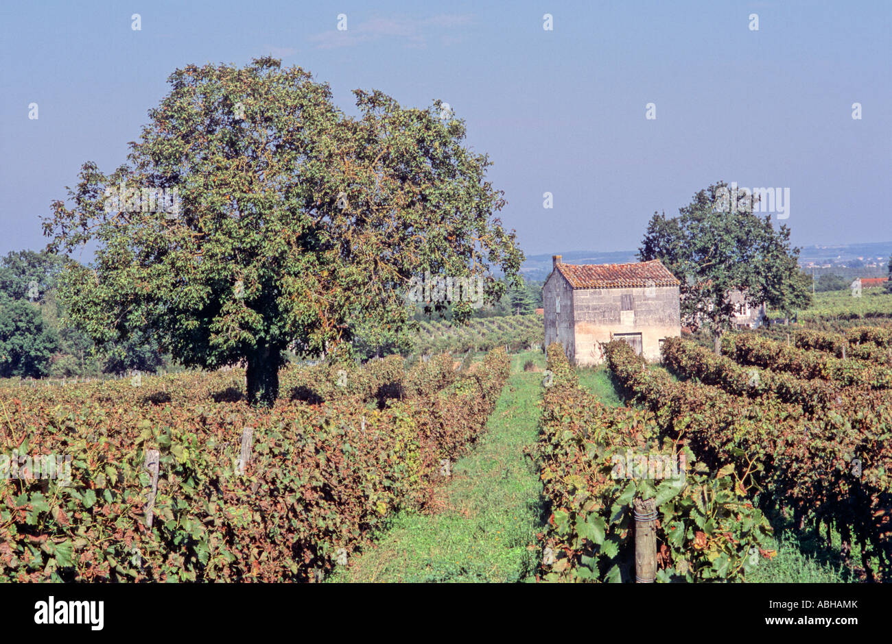 Cognac france vineyard hi-res stock photography and images - Alamy